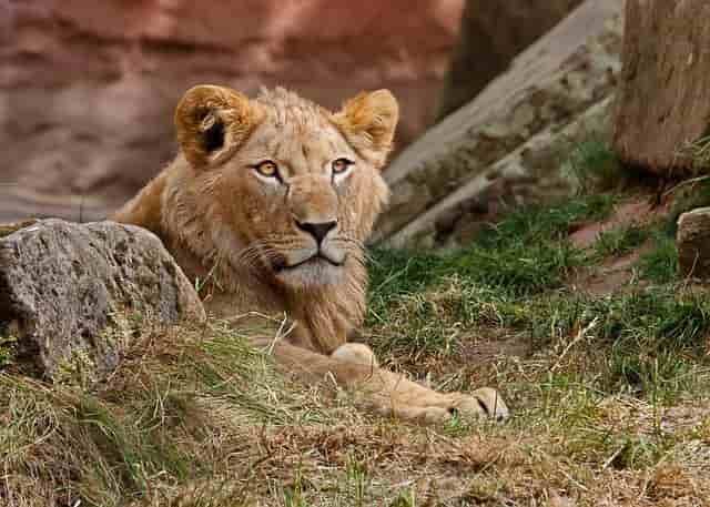 Female Lion: All You Need To Know (Facts & Pictures) | by Food Fume ...