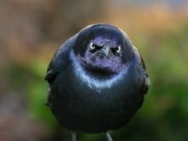 The Dive Bomb Bird.. Swoops. | by Joanne Olivieri | Creative Passions 💖 ...