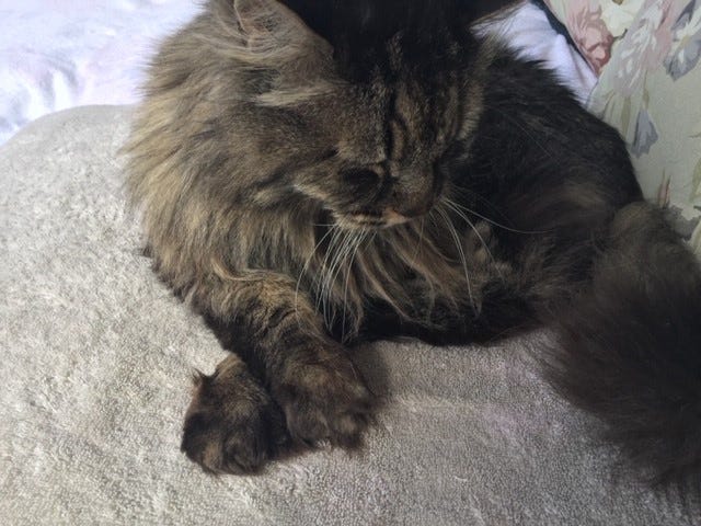 He Touched Me In Honor Of My Cat Charlie By Sandy Gottstein Medium