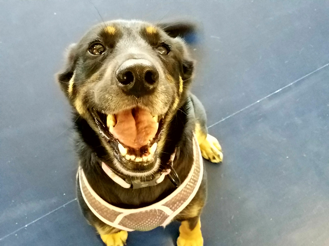 6 Indoor Brain Games For Your Dog | by Jennifer Nowak | Medium