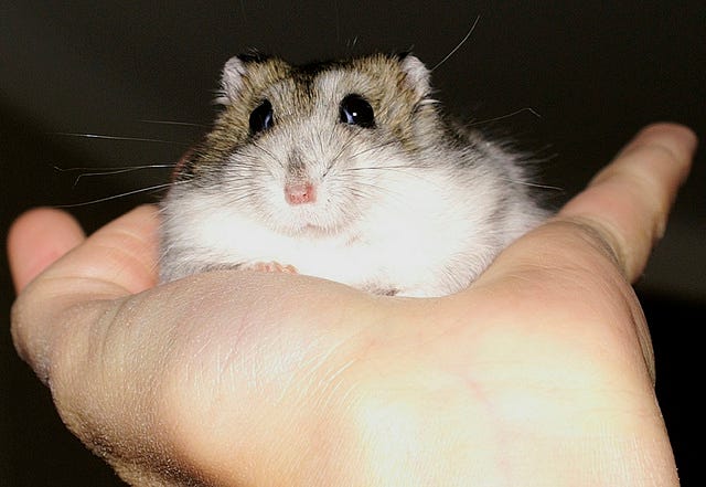 ‘Deranged Cannibal’ Hamsters Really Do Exist | by Newser | Medium