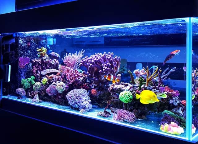 buy fish - Mm - Medium