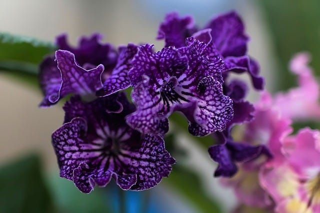 Floral Diversity is One of My Favorite Wonders of the World | by ...