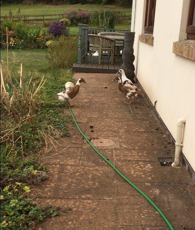 Secret life of animals — Day 07 - yen monles - Medium