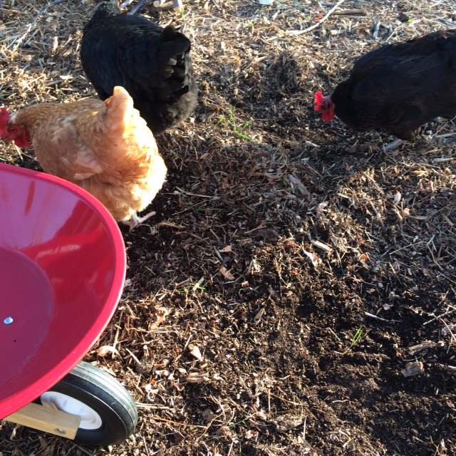 The Little Red Wheelbarrow (2021) | by Judith Moran | ILLUMINATION | Medium