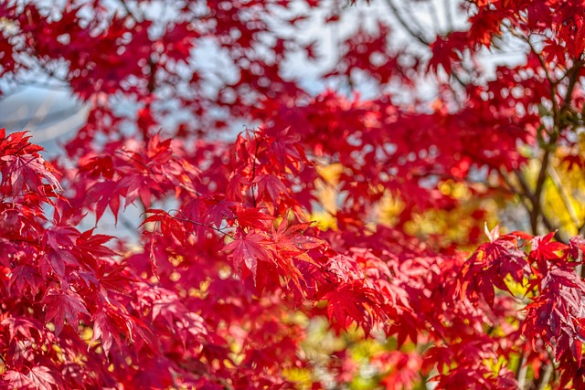 On the Meaning of Dying Young. Like Late November Sunshine | by Alan ...