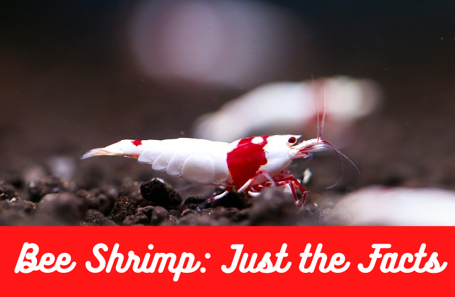 Bee Shrimp: Just the Facts. Shrimps are becoming a great option for ...
