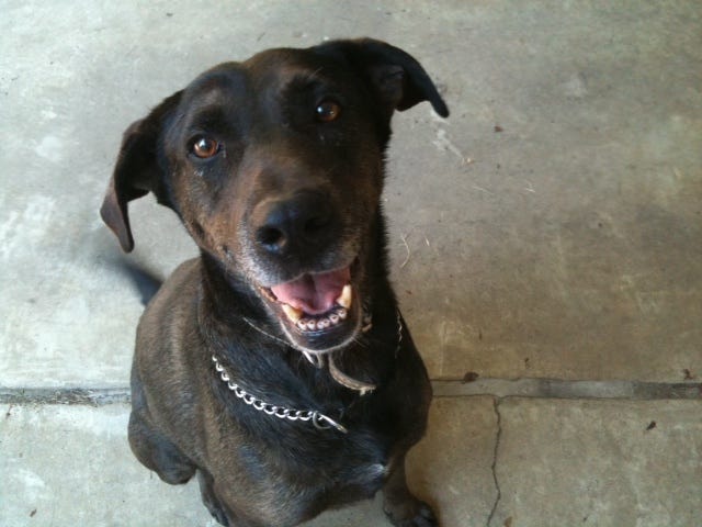 When an Aggressive Anti-Social Mutt Became Part of Our Family | by ...