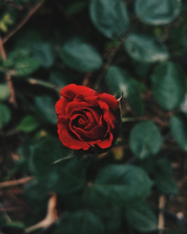 Rose Red Eyes - MattFellowsPoetry - Medium