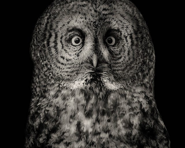I’m publishing my first book!. It’s a very exciting time. I’m ready to… | by Chikodi Chima | Medium