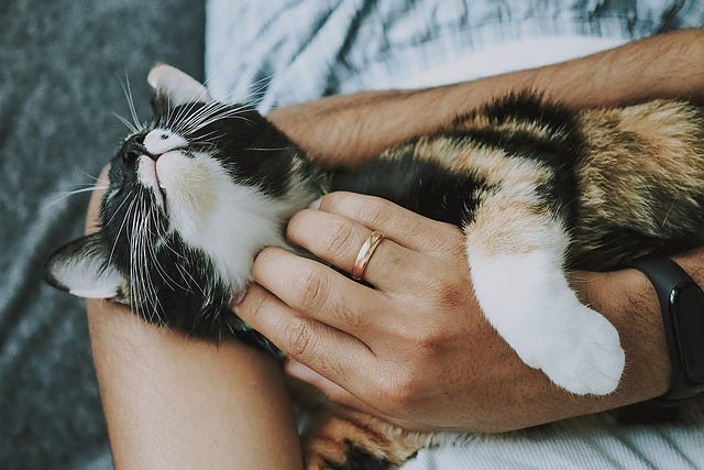 “Unveiling the Gentle Giants: Your Complete Guide to Ragdoll Cats” | by Anza Muzaffar | Jul ...
