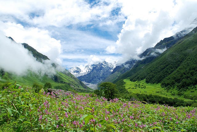 Wild edibles: foraging in the Himalayas | by Sapna Jayaraman | Kilter blog