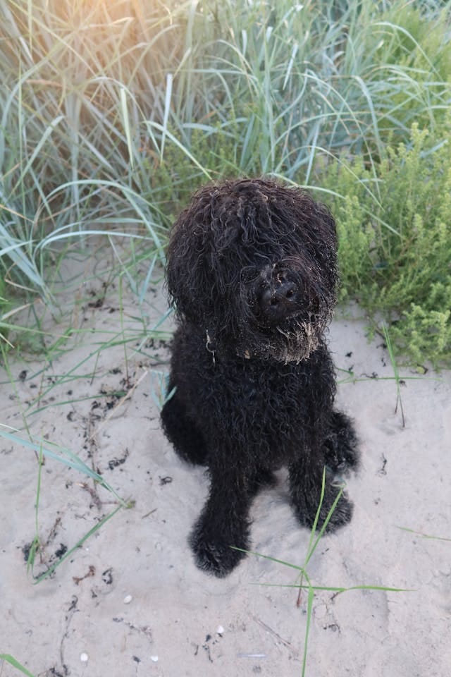 Poodle Piddles and Family Giggles | by Rick L. Huffman | Petness | Medium