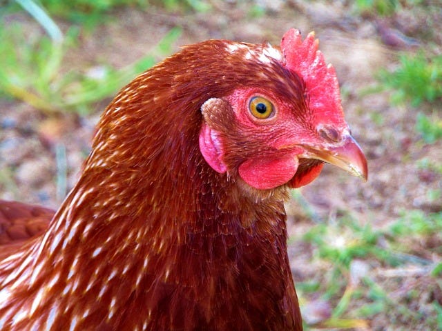 Constance the Singing Chicken. It was close to dusk by the time Emmett ...