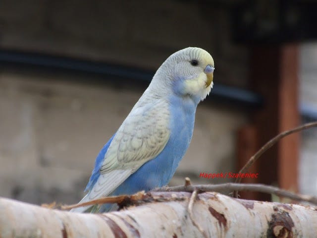 Disney Princesses Reimagined as Birds | by Darby Moore | Medium