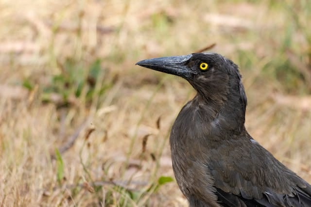 Feathers and Healing: Exploring the World of Bird Medicine | by Pet ...