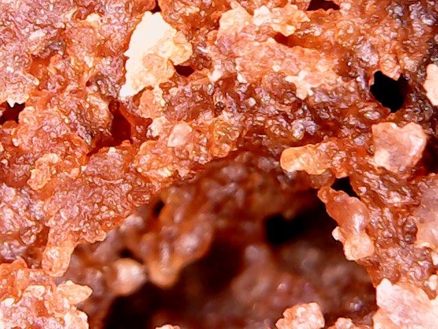 A Cookie Under The Microscope. A 0.5 mm section photographed with a ...