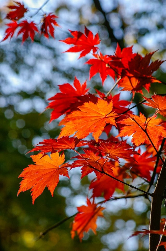 Beautiful Autumn Leave In October | by Pamela Oglesby | the Challenged ...
