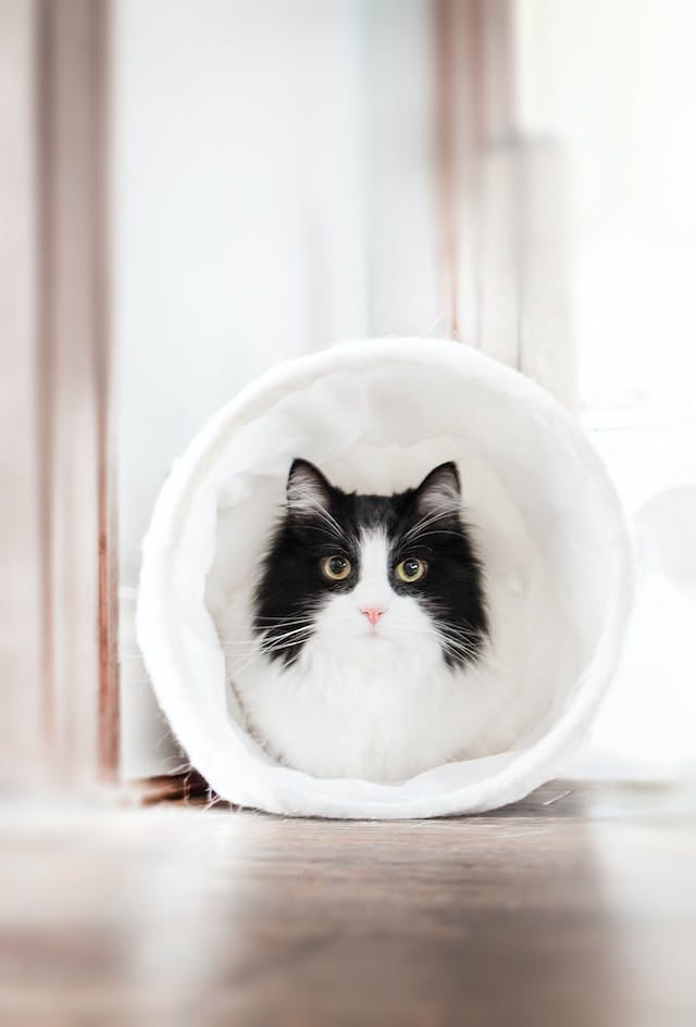 Spaying and Neutering Your Cats: What Do Pet Parents Need to Know? | by ...