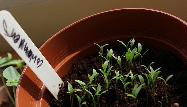 Introducing Sprouting Reads: The Brave world of Enterprise ...