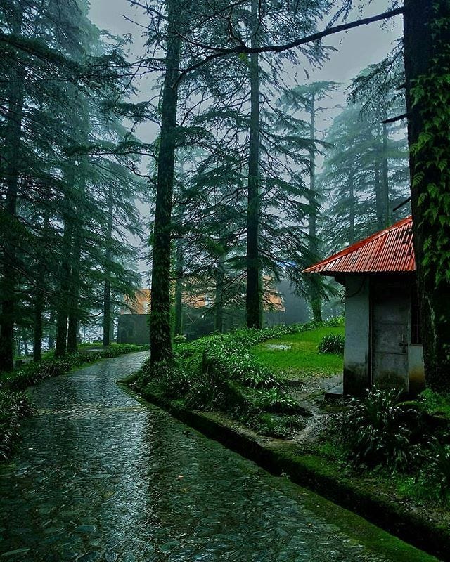 The Jungle: A World of Wonder and Survival | by Muhammad Yaar | Nov ...