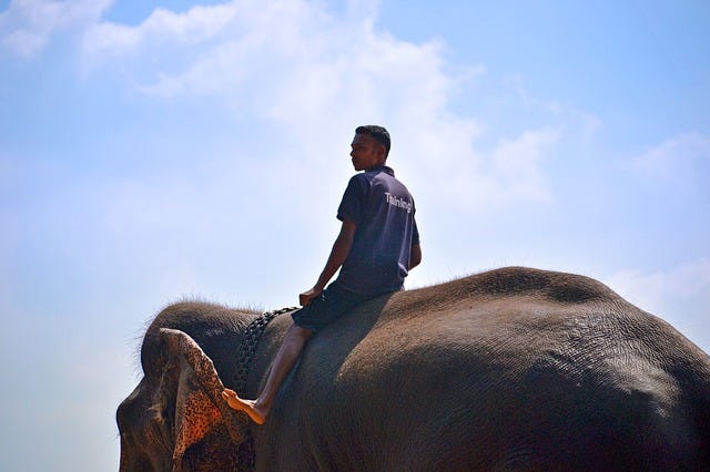 The Remarkably Powerful Way to Tame an Elephant | by Rich OBen | Medium