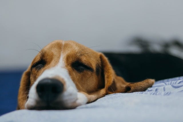 Free Dog Adoption Near Me: A Comprehensive Guide to Welcoming a Furry ...