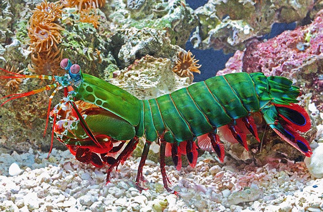 Giant Mantis Shrimp