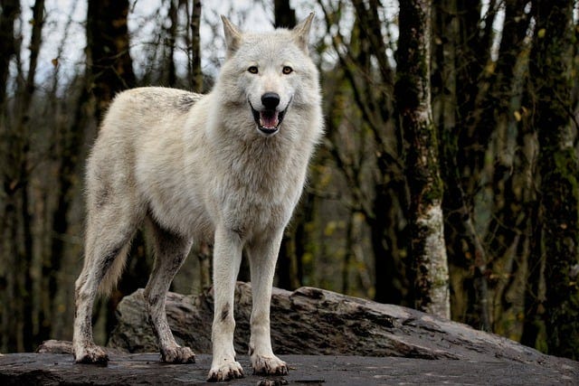 The Legend of the Great White Wolf | by Adrian CDTPPW | Read or Die ...