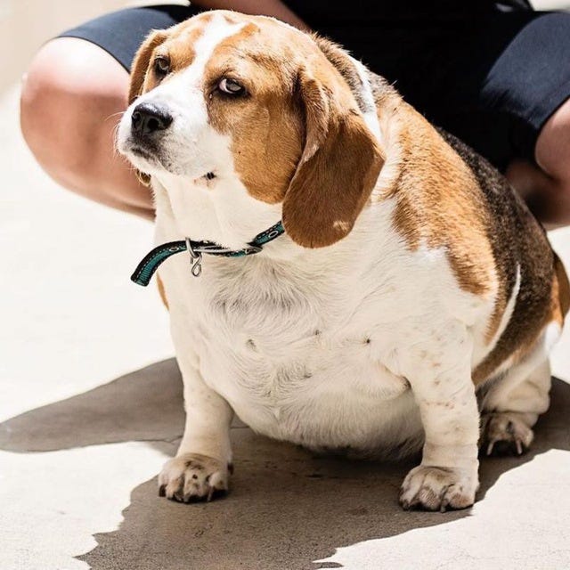 Overweight in dogs, obesity. Did you know that more than 30 per cent ...