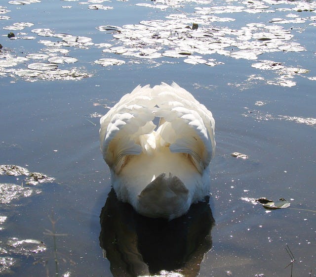 Smoothing Ruffled Feathers. Have your feathers ever been ruffled by ...