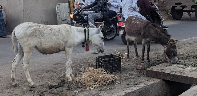 Peaceful Coexistence Between Humans and Animals in Indian Society | by ...