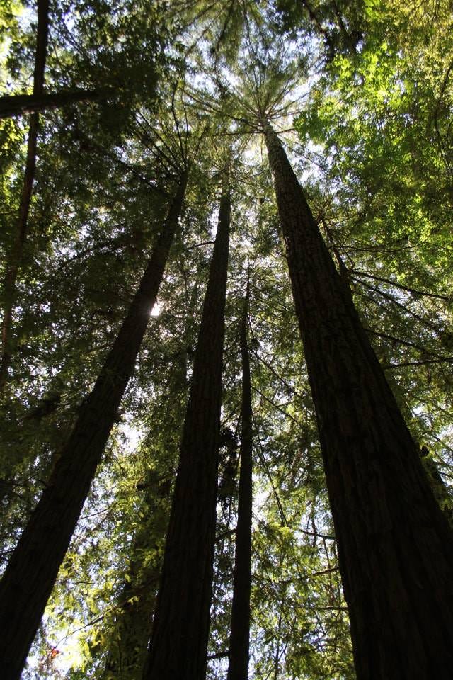 Forest of Giants - Red Tales - Medium