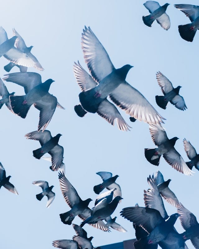 Plummet, Then Fly. Write splendidly, preen and posture… | by Jackie ...