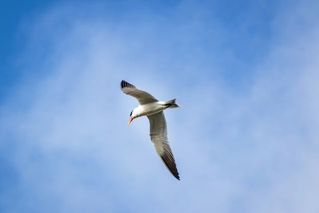 Soaring - Tim Shapiro - Medium