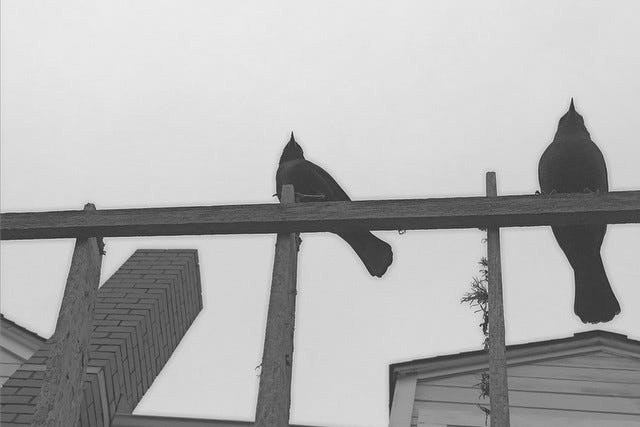 Old Scalias. “It broke off again yesterday, as I was… | by Caleb ...