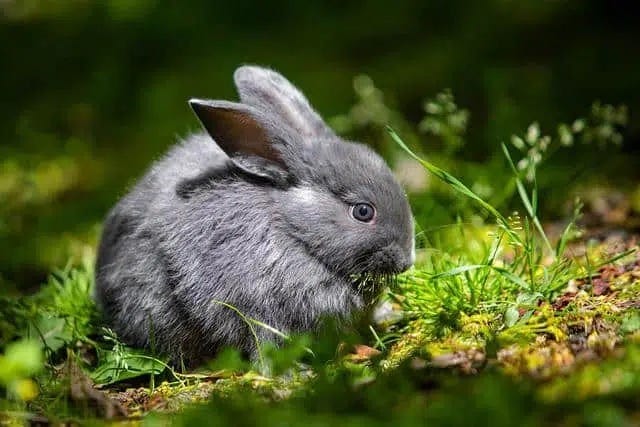 Quiet Animals: The Serene World of Silent Animals | by Food Fume | Medium