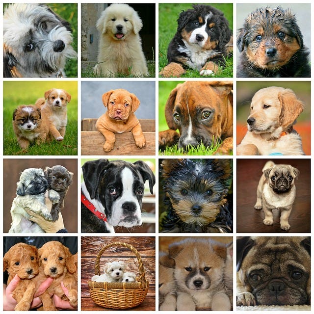 Imported dogs - Tomasz Pachnik - Medium