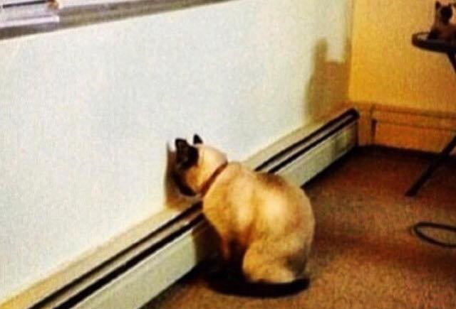 Top 5 funny things about JavaScript | by César Afonso | cesarafonso ...