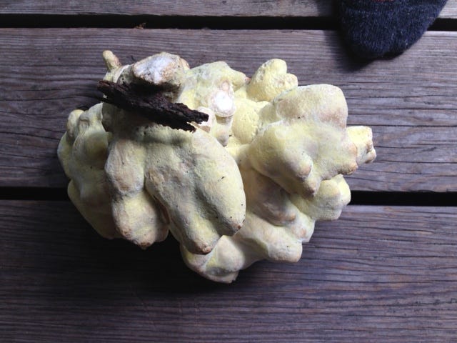 The circuitous path to mycotecture | by Philip Ross | MycoWorks Radio ...