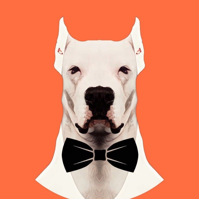 Dogo Daddy – ( $Daddy ). The Dogo Argentino, sometimes called… | by ...