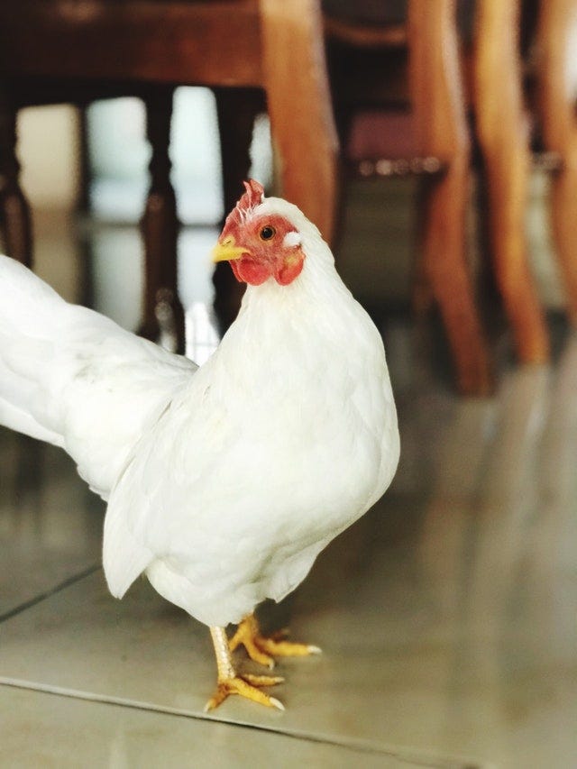 Chicken-Catching Catastrophe. A vignette about a plucky clucker | by ...