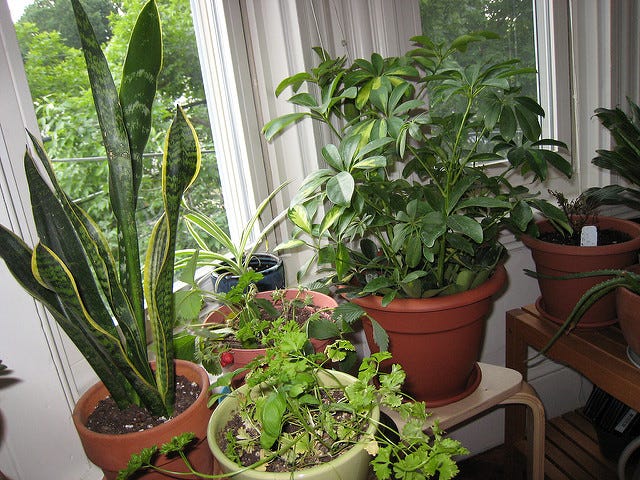 What to Tell Black-Thumb Plant Sitters So They Don’t Kill All Your ...