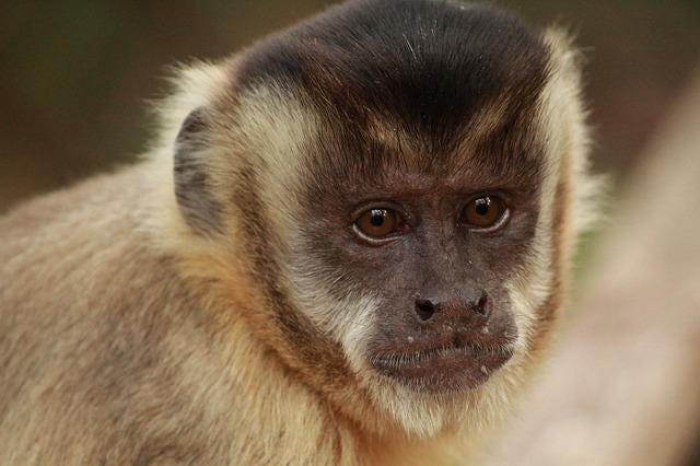 What Capuchin Monkeys Can Tell Us About The Great Resignation? | by ...