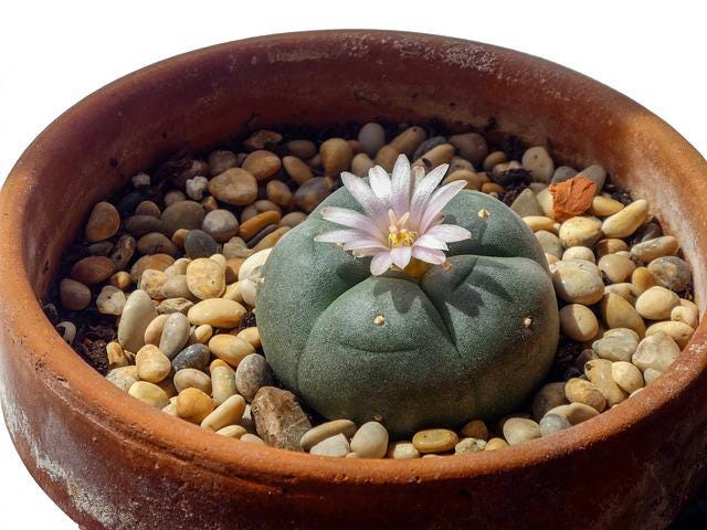 Peyote Practice in The Native American Church is Legal, But | by Lee ...