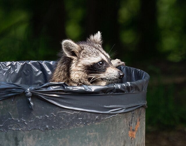 How Trash Animals Mirror Our Victories and Our Defeats | by Sara Relli ...