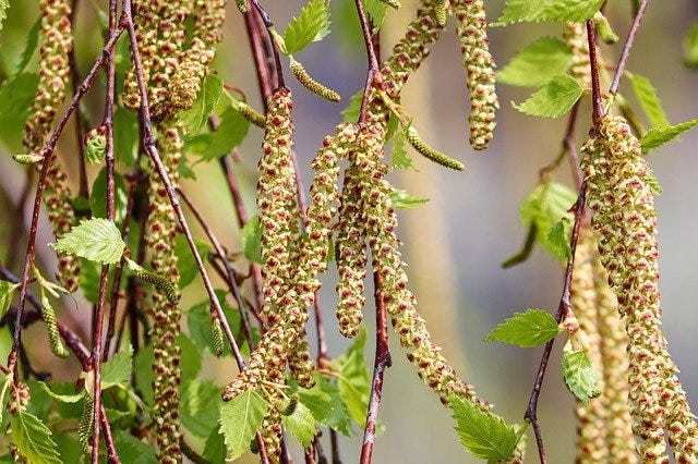 Backyard Birch. Life’s seasons | by Margie Pearl | ILLUMINATION | Medium