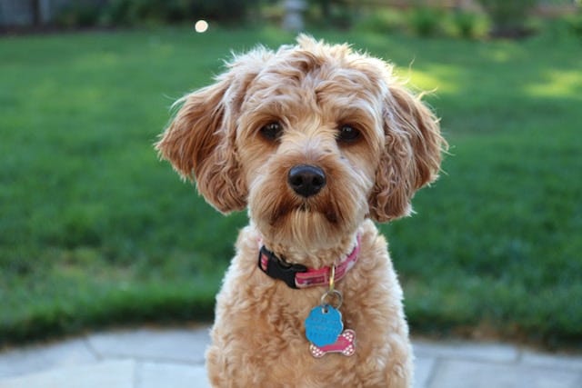 A Comprehensive Guide to Adopting a Dog for Free Near You | by Marlon ...