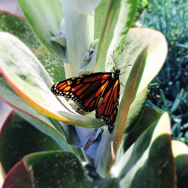 the butterfly effect.. Butterfly effect: “A small change in… | by june ...