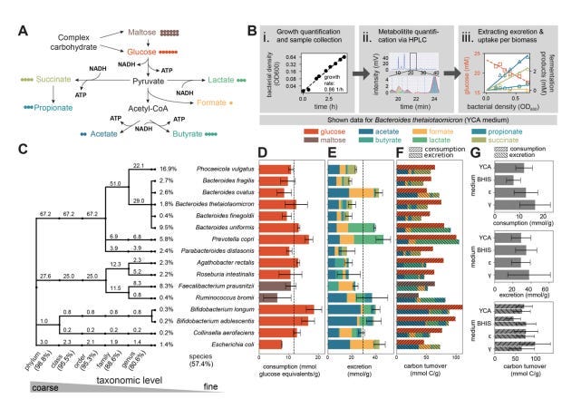 Quantifying the daily harvest of fermentation products from the human ...